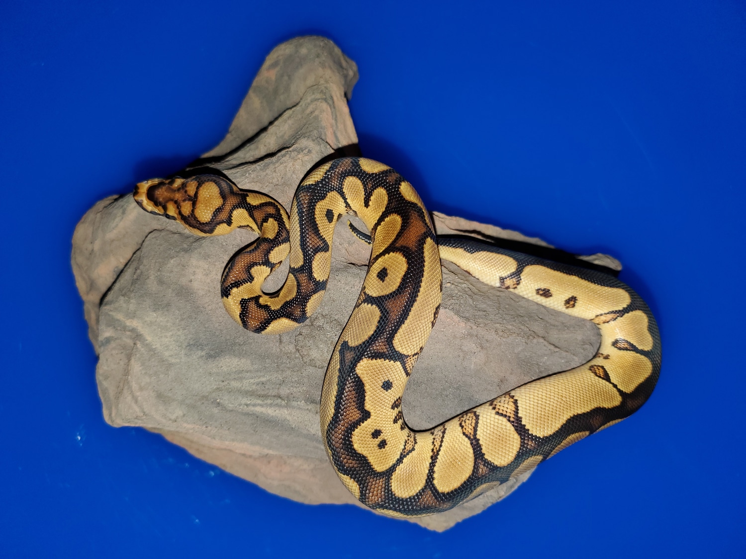 22 (M) Clown ( Shipping Included) Ball Python by Bob Crupi Pythons ...