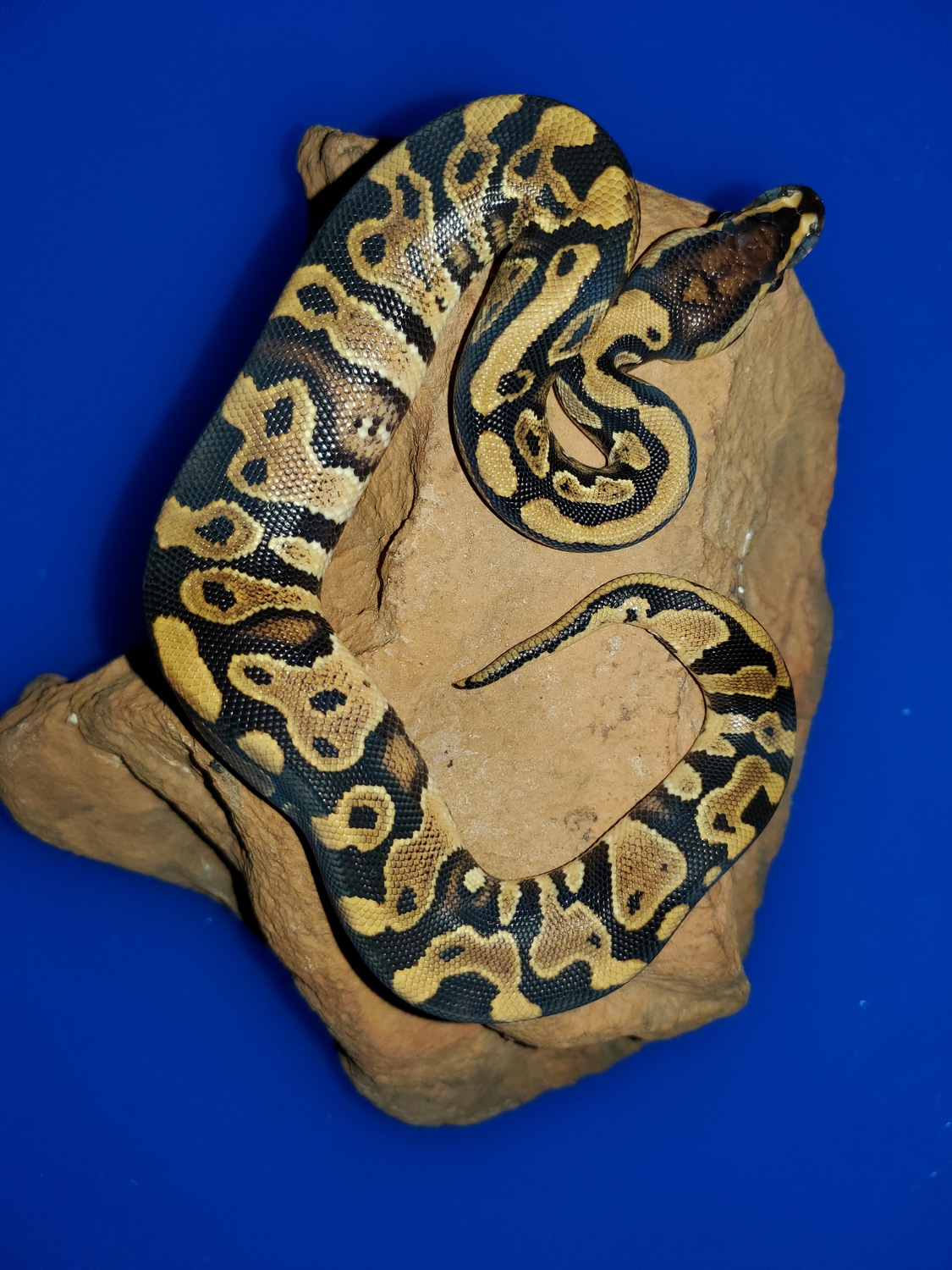 22 (M) Yellow Belly 💯 % Het Clown 66% Het Tsk Axanthic ( Shipping ...