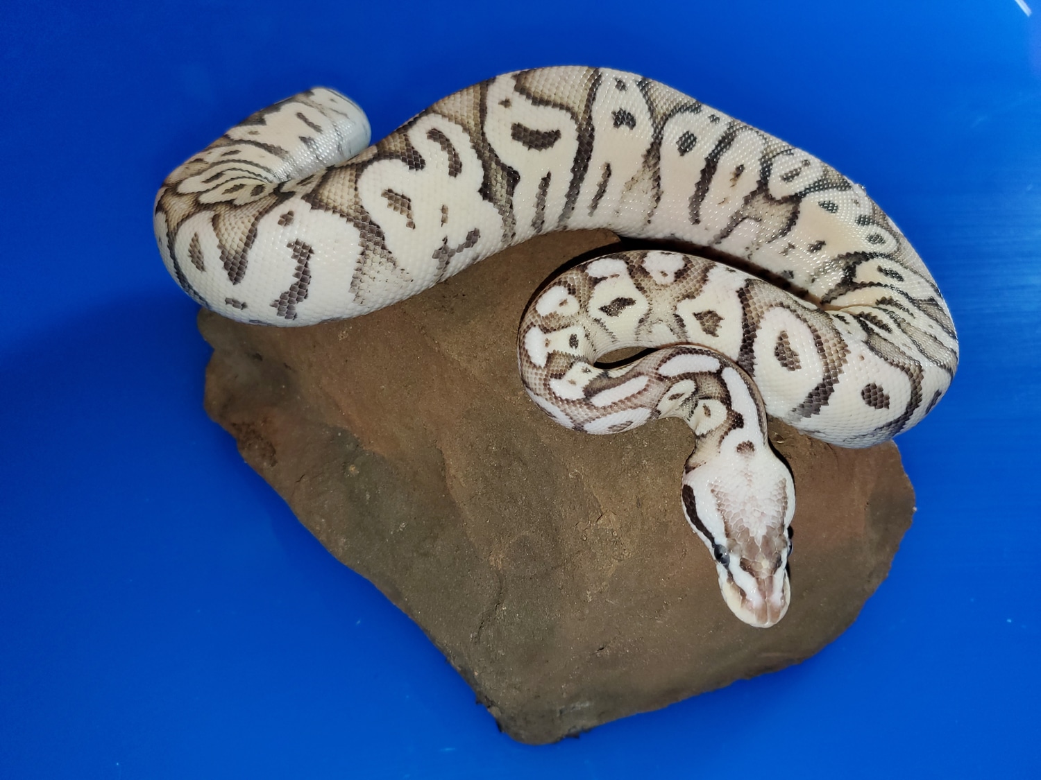 (Pb) 16 Firefly 💯 % Dbl Het Tsk Axanthic/ Clown # 25 Ma Ball Python by ...