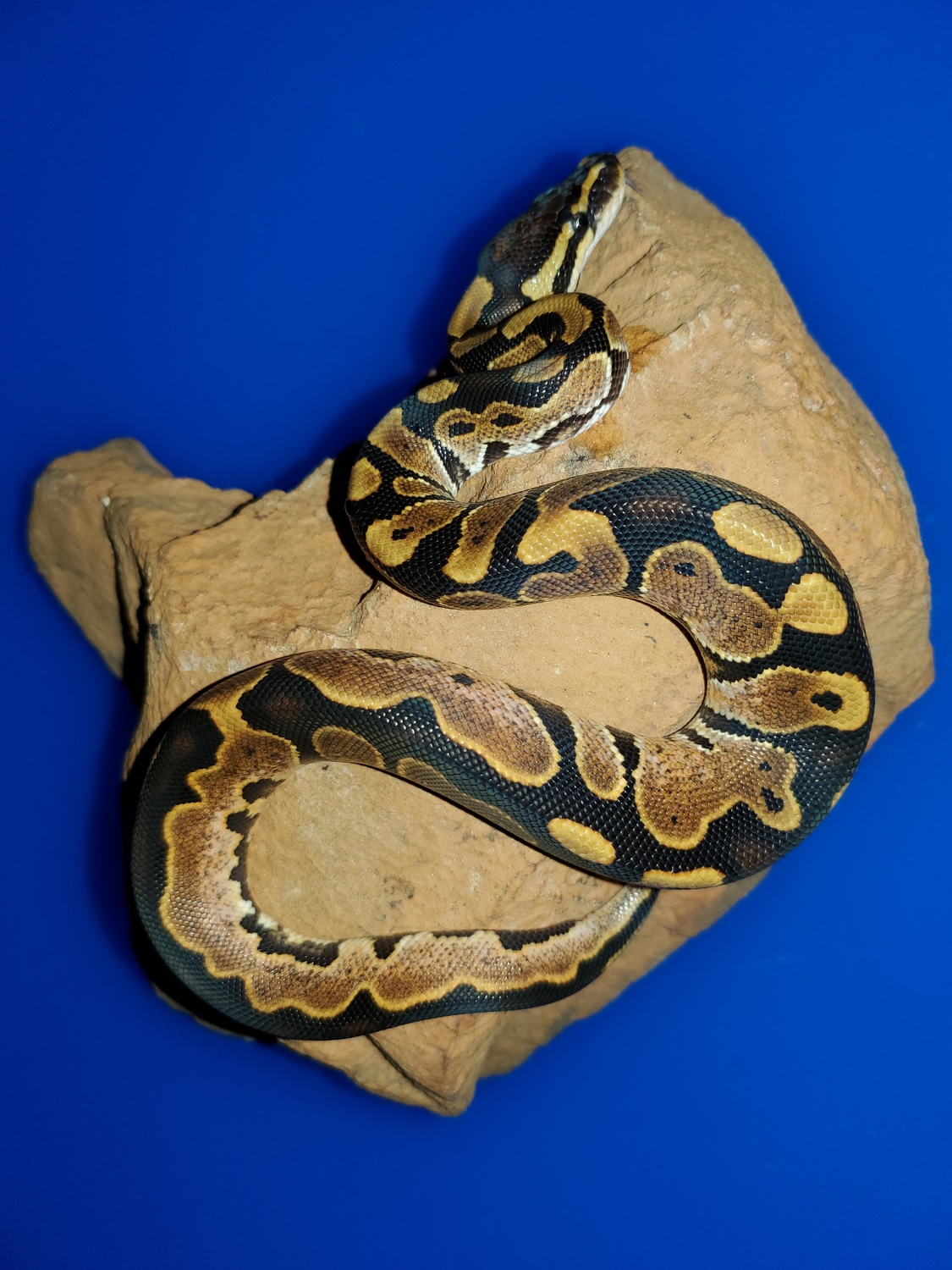 22 (M) Calico 💯 % Het Desert Ghost( Shipping Included) Ball Python by ...