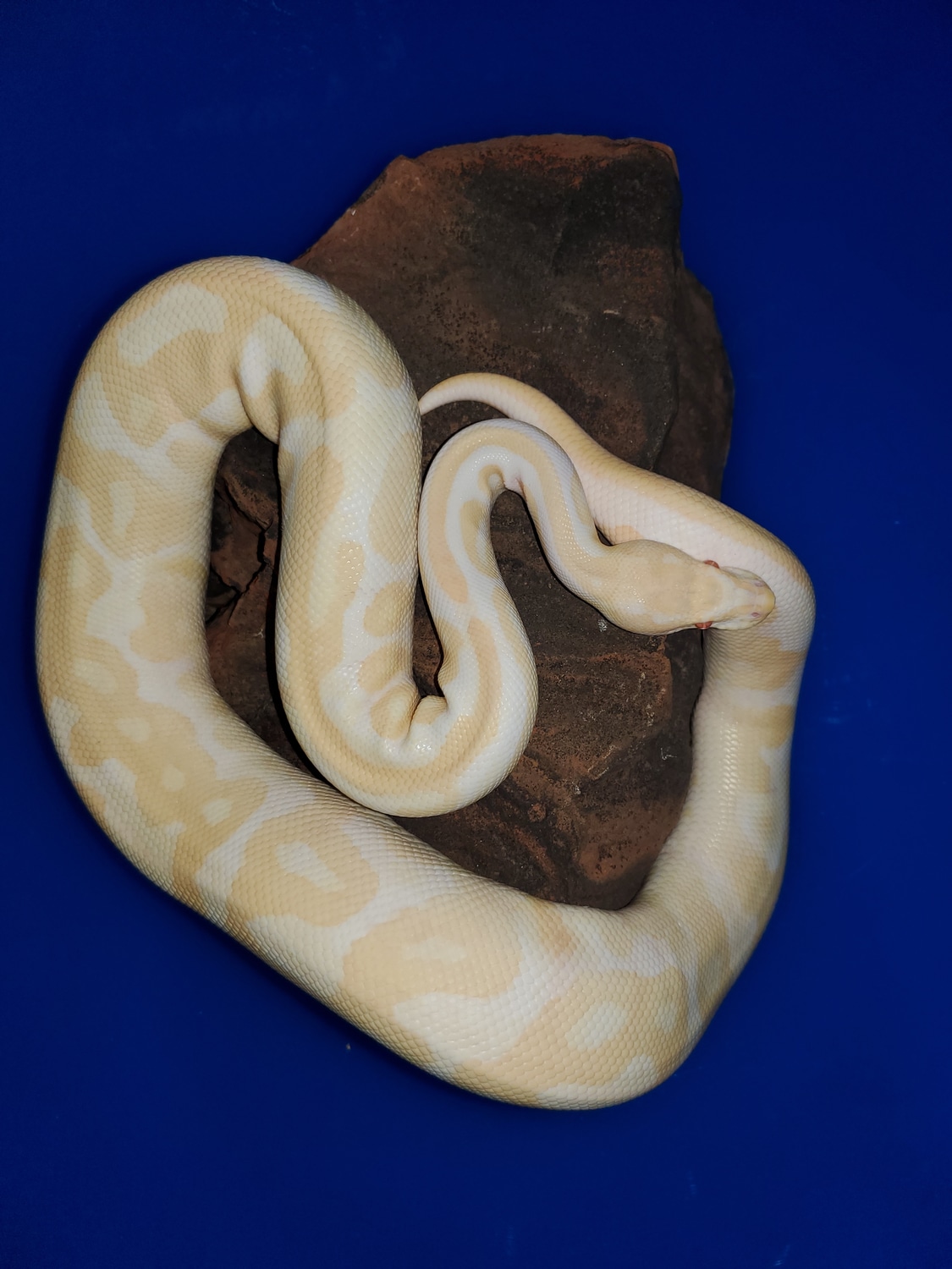 (Rtb) 20(M) Leopard Albino ( Shipping Included) Ball Python by Bob ...