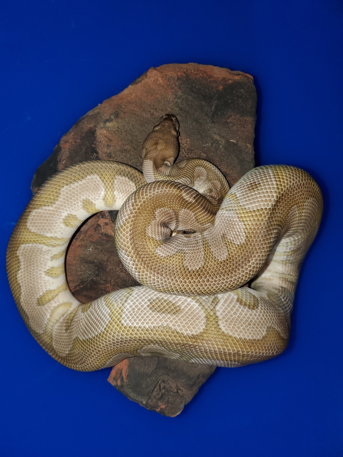 (Pb) 18 (M) Mojave Clown ( Shipping Included) Ball Python by Bob Crupi ...