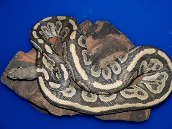 (Pb) Black Pastel Orange Ghost ( Free Shipping) Ball Python by Bob ...