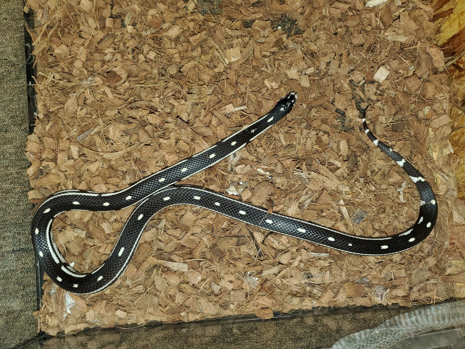 20(F)"mosaic" 66%het Albino( Shipping Included) California Kingsnake by ...