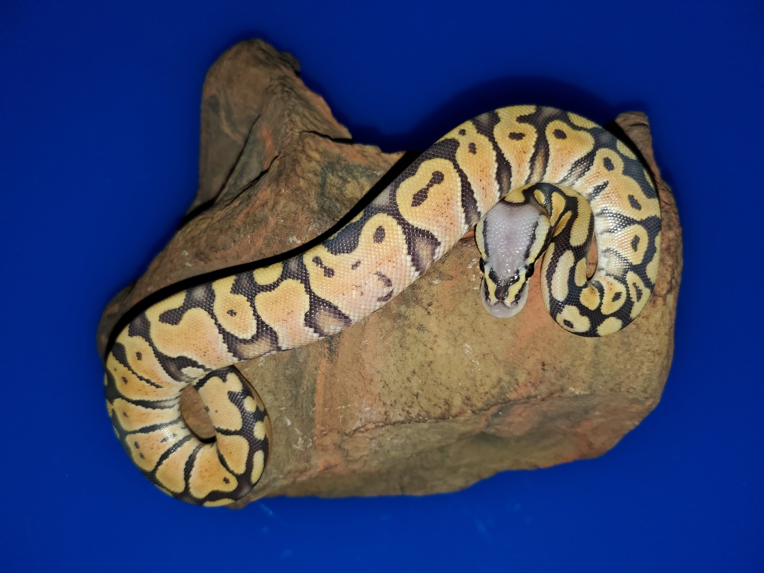 22(F) Pastel Orange Ghost ( Shipping Included) Ball Python by Bob Crupi ...