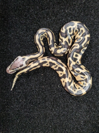 22(M) Firefly 💯 % Dbl Het Tsk Axanthic/clown (Shipping Included) Ball ...