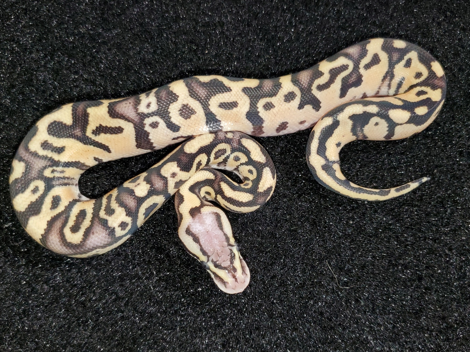 22(M) Firefly Yb 💯 %dbl Het Tsk Axanthic/clown(Shipping Included) Ball ...