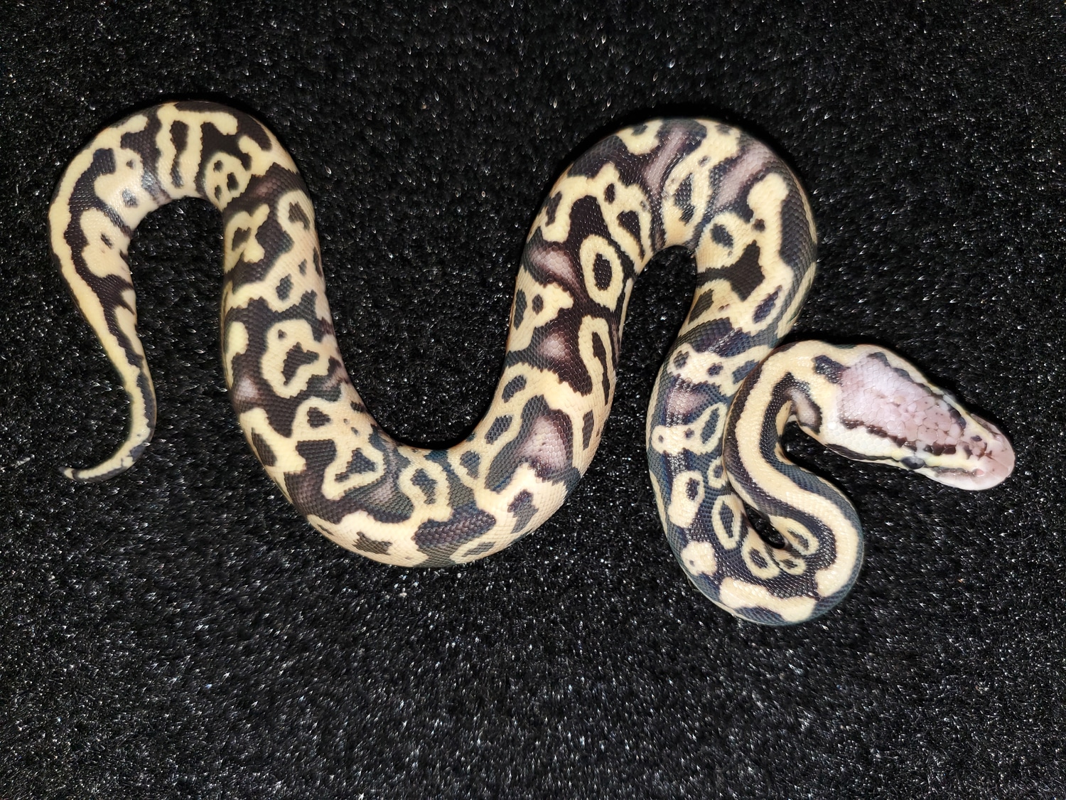 22(F) Firefly Yb 💯 %dbl Het Tsk Axanthic/clown ( Shipping Included ...