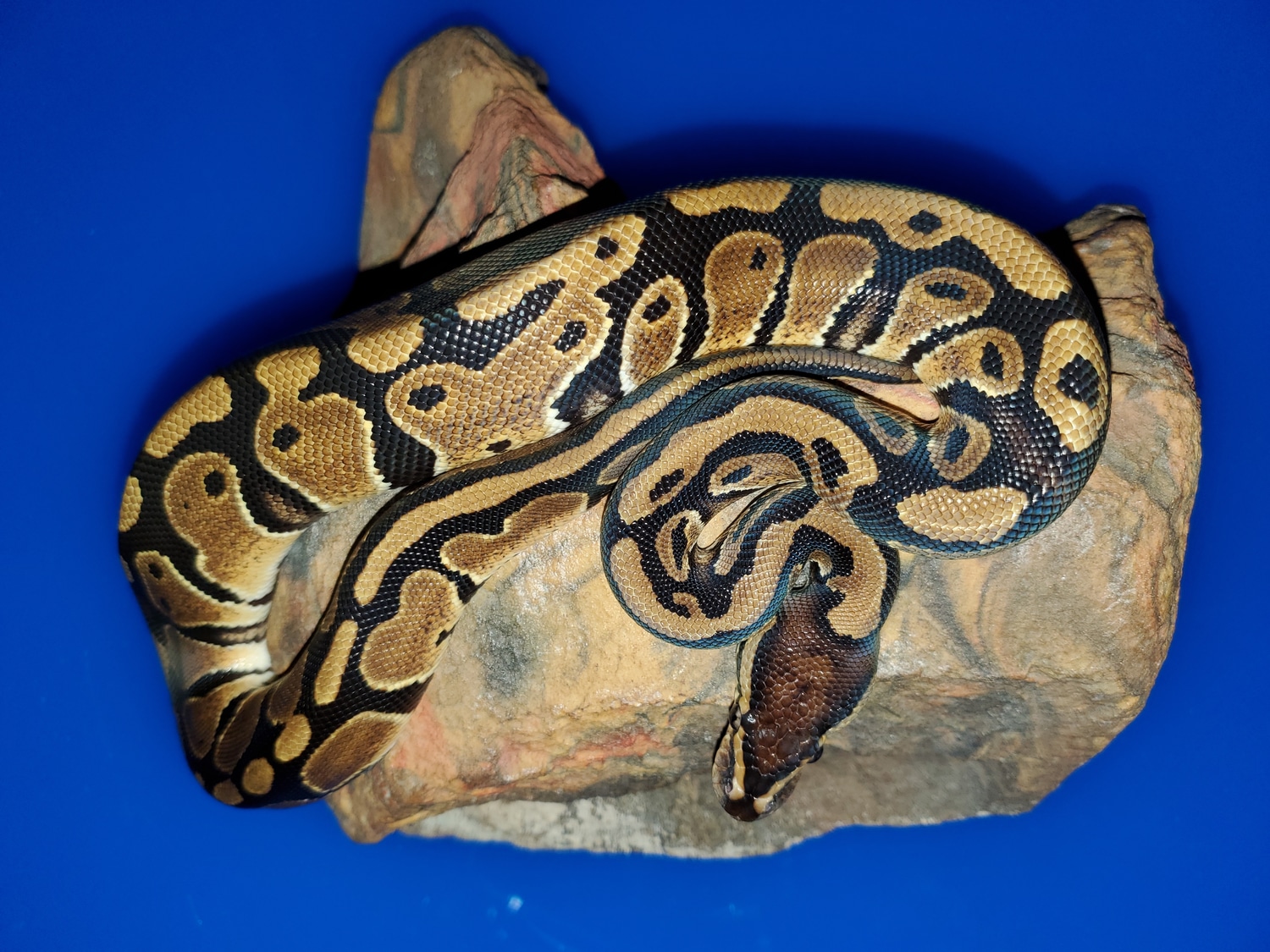 22(M) 💯 % Dbl Het Dg/ Pied (Shipping Included) Ball Python by Bob Crupi ...