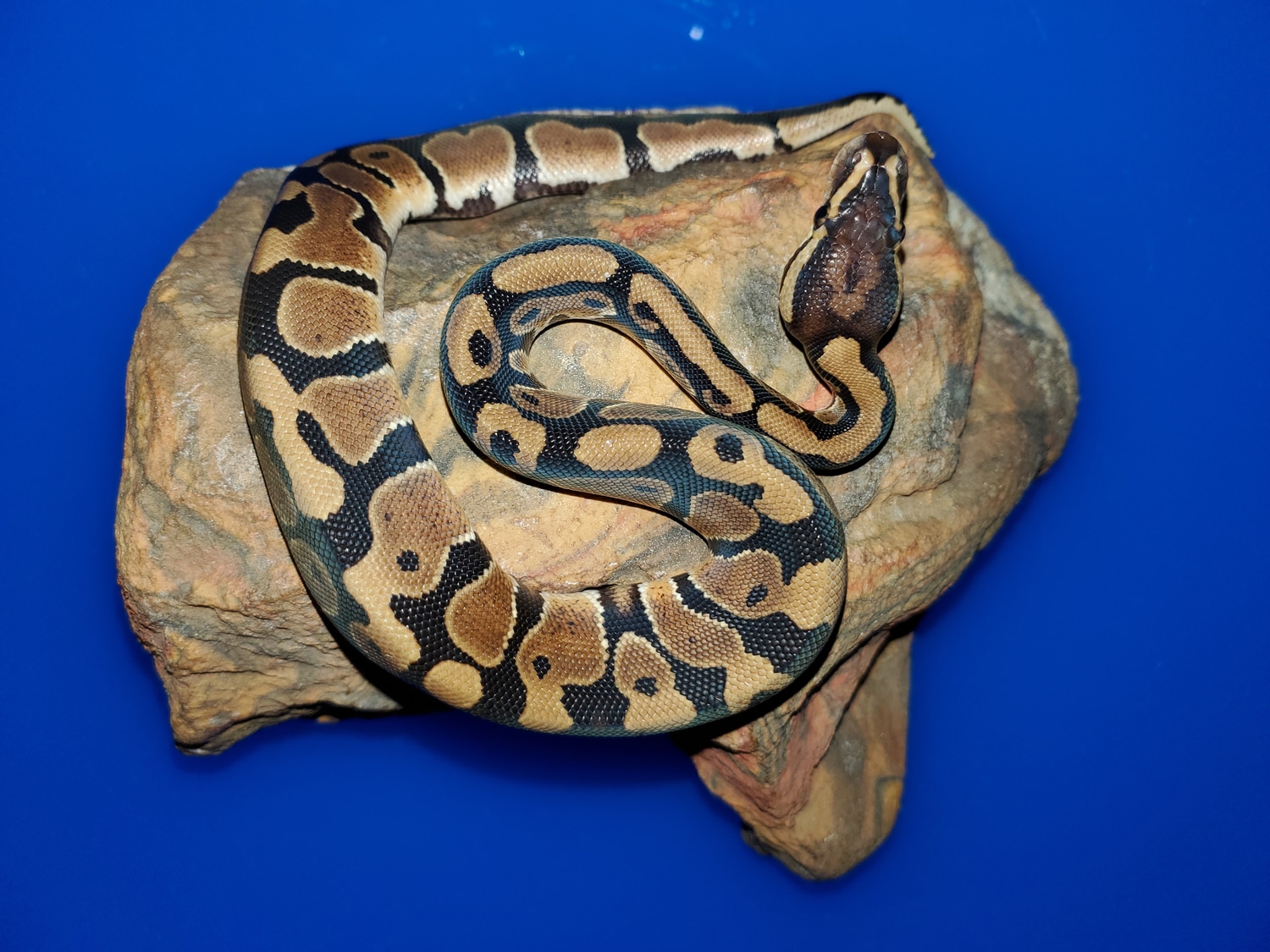 22(M) 💯 % Dbl Het Dg/pied (Shipping Included) Ball Python by Bob Crupi ...
