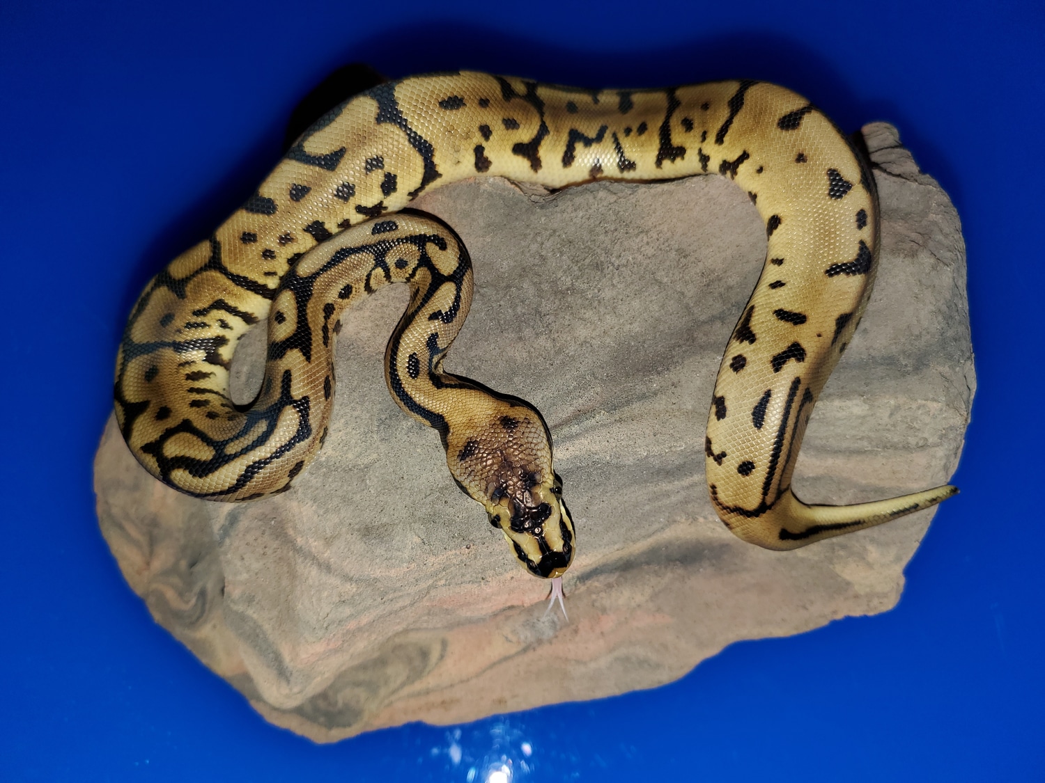 Free) Just Pay Shipping. 21 (M) Spider Spotnose 💯 %het Pied Ball Python ...