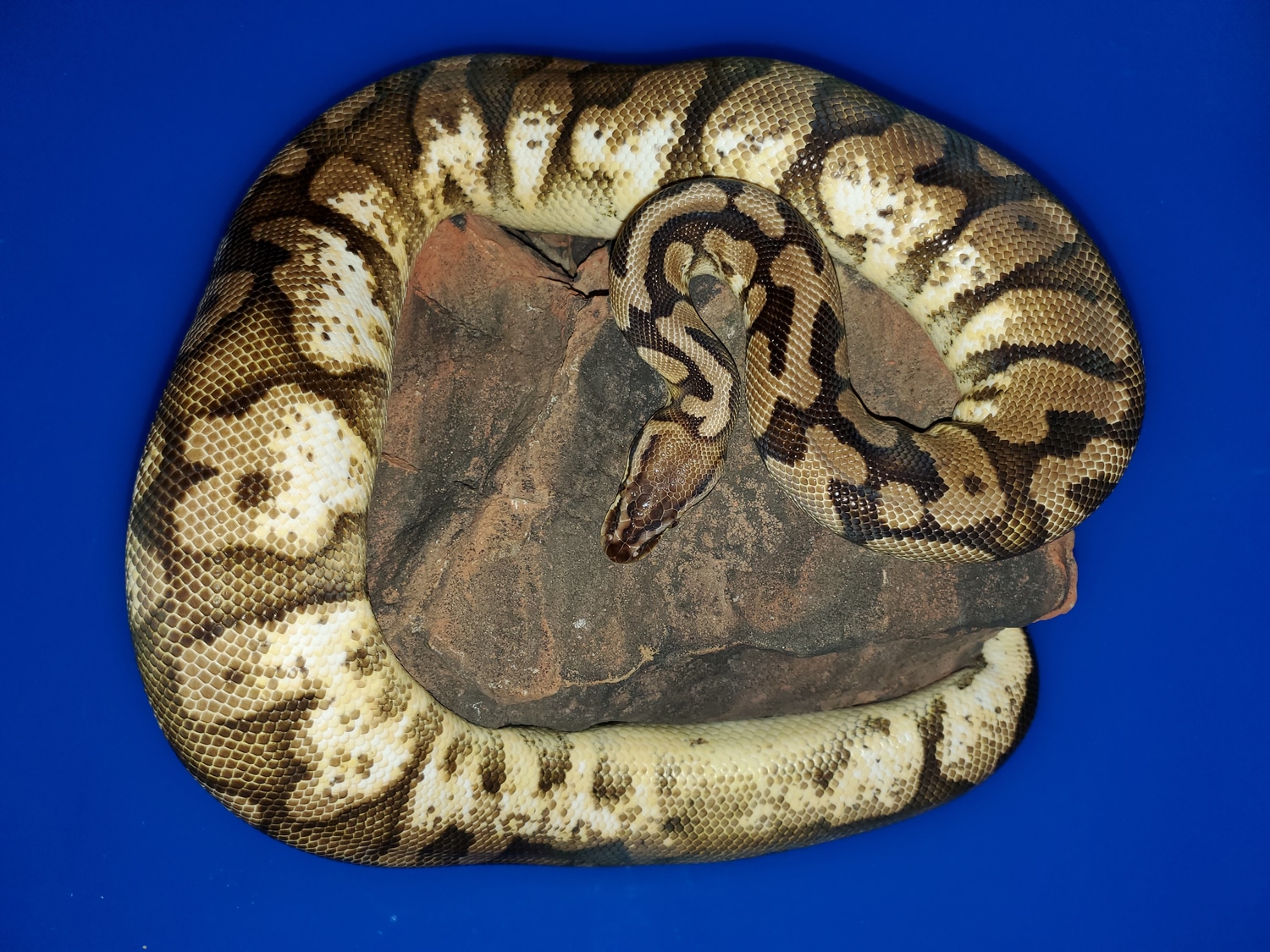 (Pb) 18 (F) Pastel Calico (Shipping Included) Ball Python by Bob Crupi ...