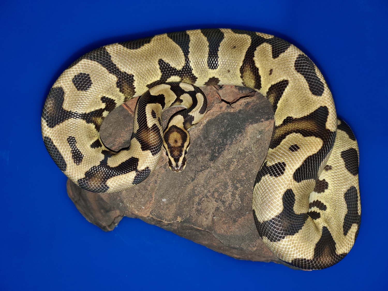 21 (F) Fire Leopard 50% Pos Het Tsk Axanthic (Shipping Included) Ball ...