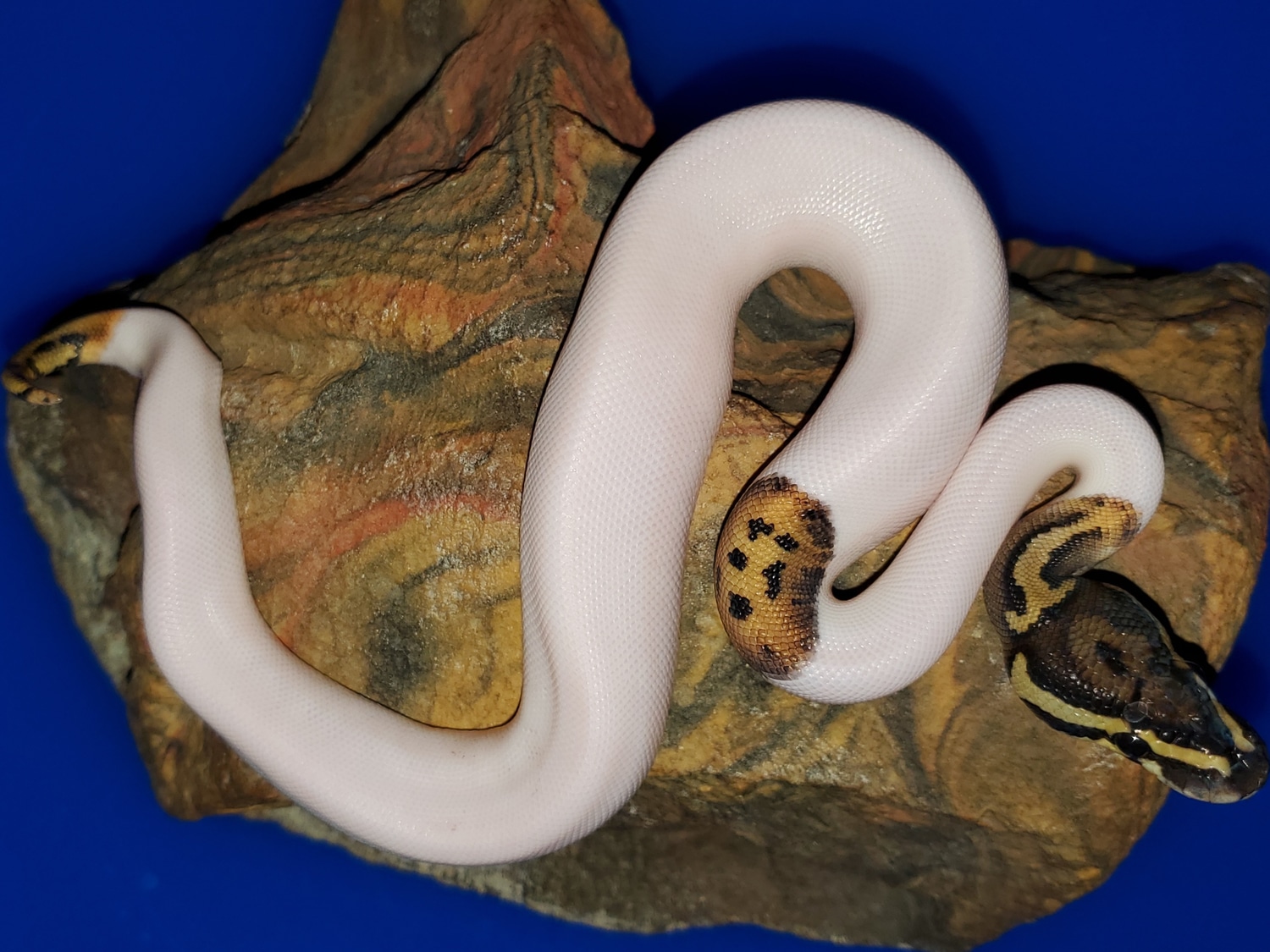 22(M) Leopard Pied 💯 % Het Vpi Axanthic (Shipping Included) Ball Python ...