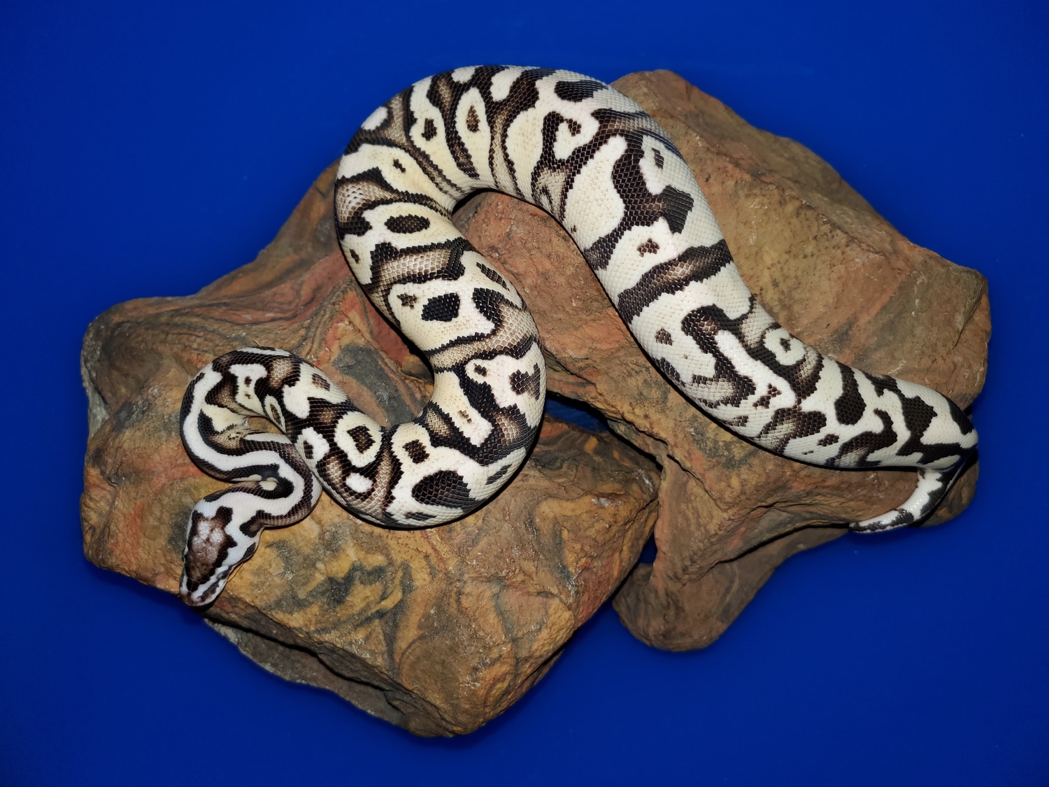 Firefly Yb Tsk Ax 💯 % Het Clown ( Shipping Included) Ball Python by Bob ...