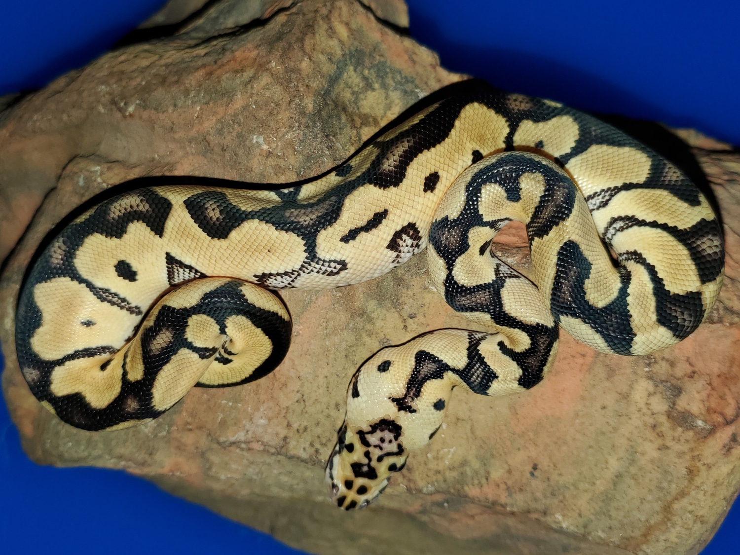Pastel Clown 💯%het Tsk Ax(Free Shipping) Ball Python by Bob Crupi ...