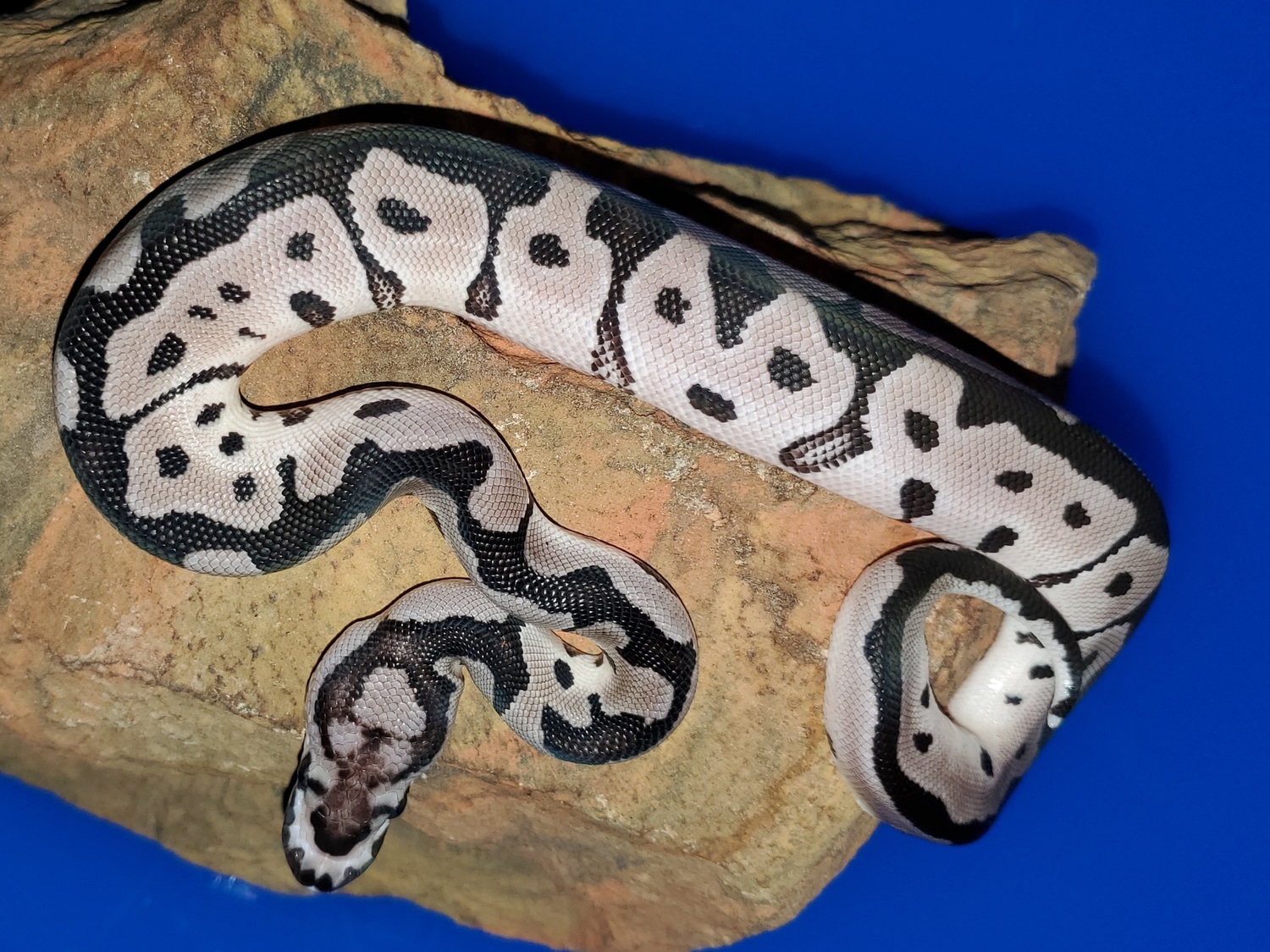 Tsk Axanthic Clown (Free Shipping) Ball Python by Bob Crupi Pythons ...
