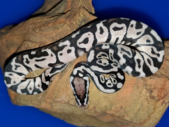 Tsk Axanthic Pastel 💯 % Het Clown Ball Python by Bob Crupi Pythons/affordable Ball Morphs ...