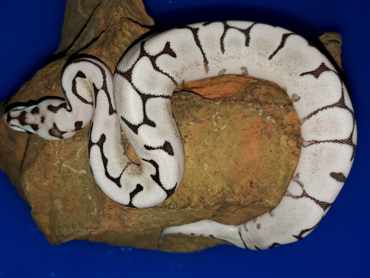 Tsk Axanthic Fire Spider Pos Yb 💯% Het Clown (Free Shipping) Ball ...