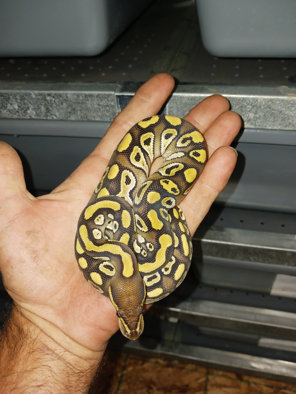 Pastave Ball Python by Blue Collar Morphs - MorphMarket