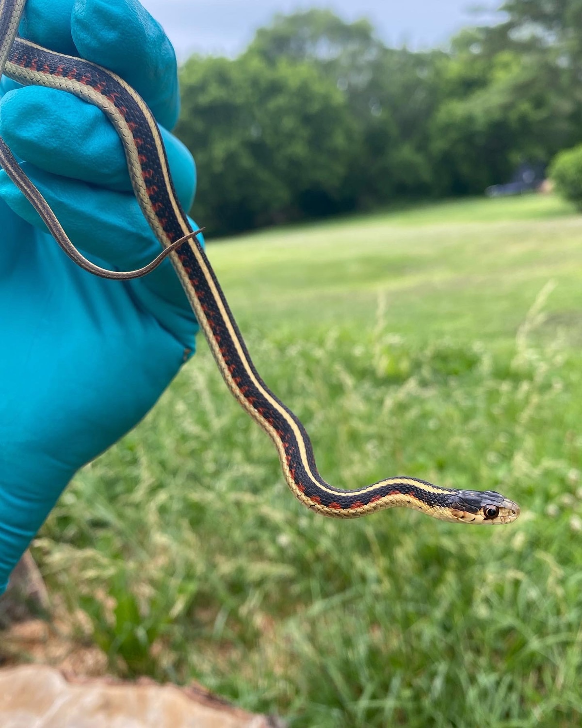 CBB Valley Garter Snake by K&S Garter Snakes - MorphMarket