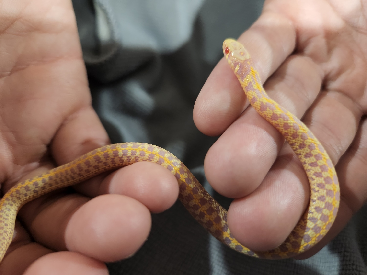 Albino Checkered Garters Garter Snake by K&S Garter Snakes - MorphMarket