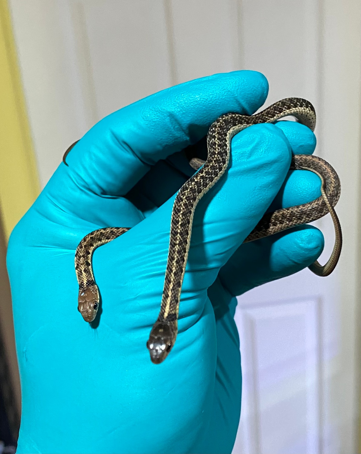 1.1 Pair 100% Het Melanistic T.s.sirtalis Garter Snake by K&S Garter ...