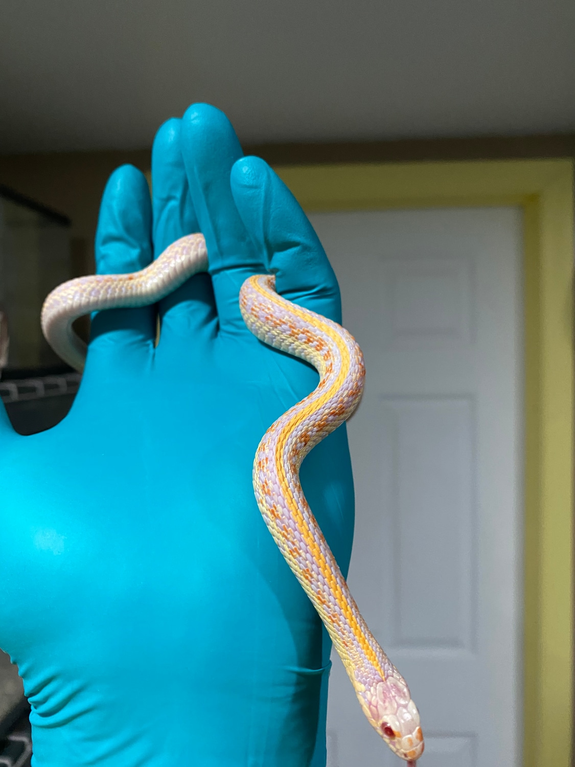 T- Erythristic Albino 50% Het Anery Garter Snake by K&S Garter Snakes ...