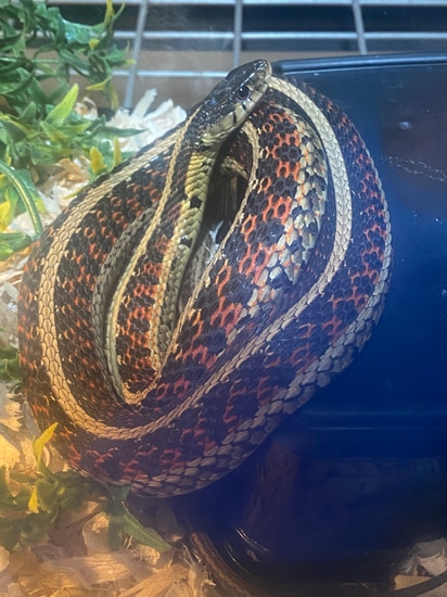 Brumate And Breed!! Parietalis Garter Snake by K&S Garter Snakes, LLC