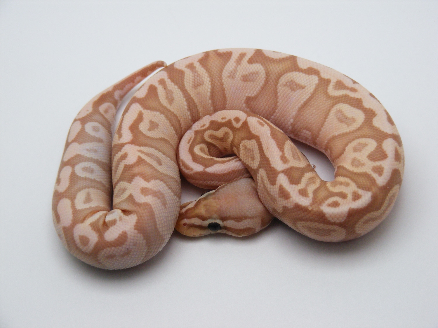 Banana GHI Pastel Pos OD Ball Python by Regius Python Palette - MorphMarket