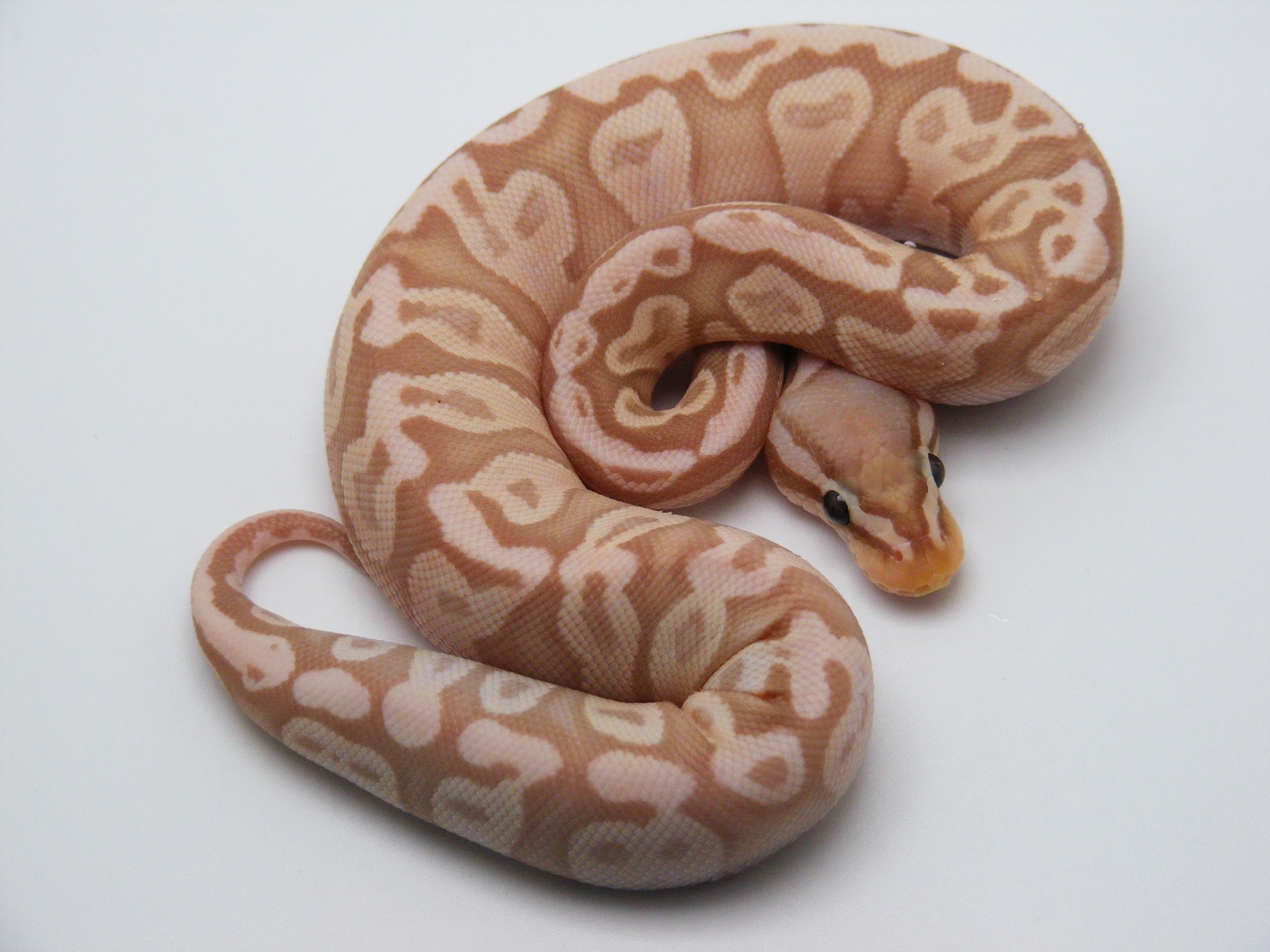 Banana GHI Pastel Pos OD Ball Python by Regius Python Palette - MorphMarket