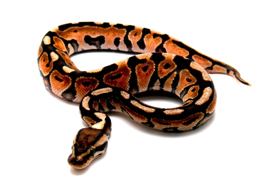 Calico Cinnamon Spotnose Pos Asphalt Ball Python by Regius Python Palette