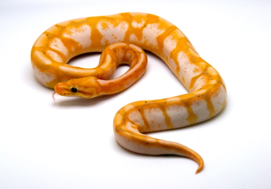 Banana Calico Spider Ball Python by Regius Python Palette
