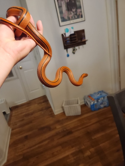 Coxi Bamboo Rat Snake by Rosies