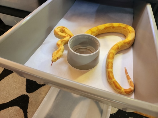 Sunglow Sharp Monster Tail Boa Constrictor by Rosies