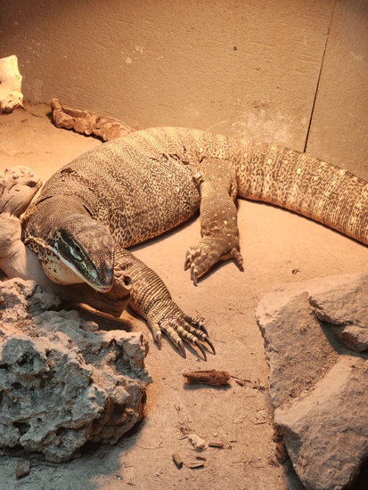 Adult Argus Monitor Other Monitor by Rosies