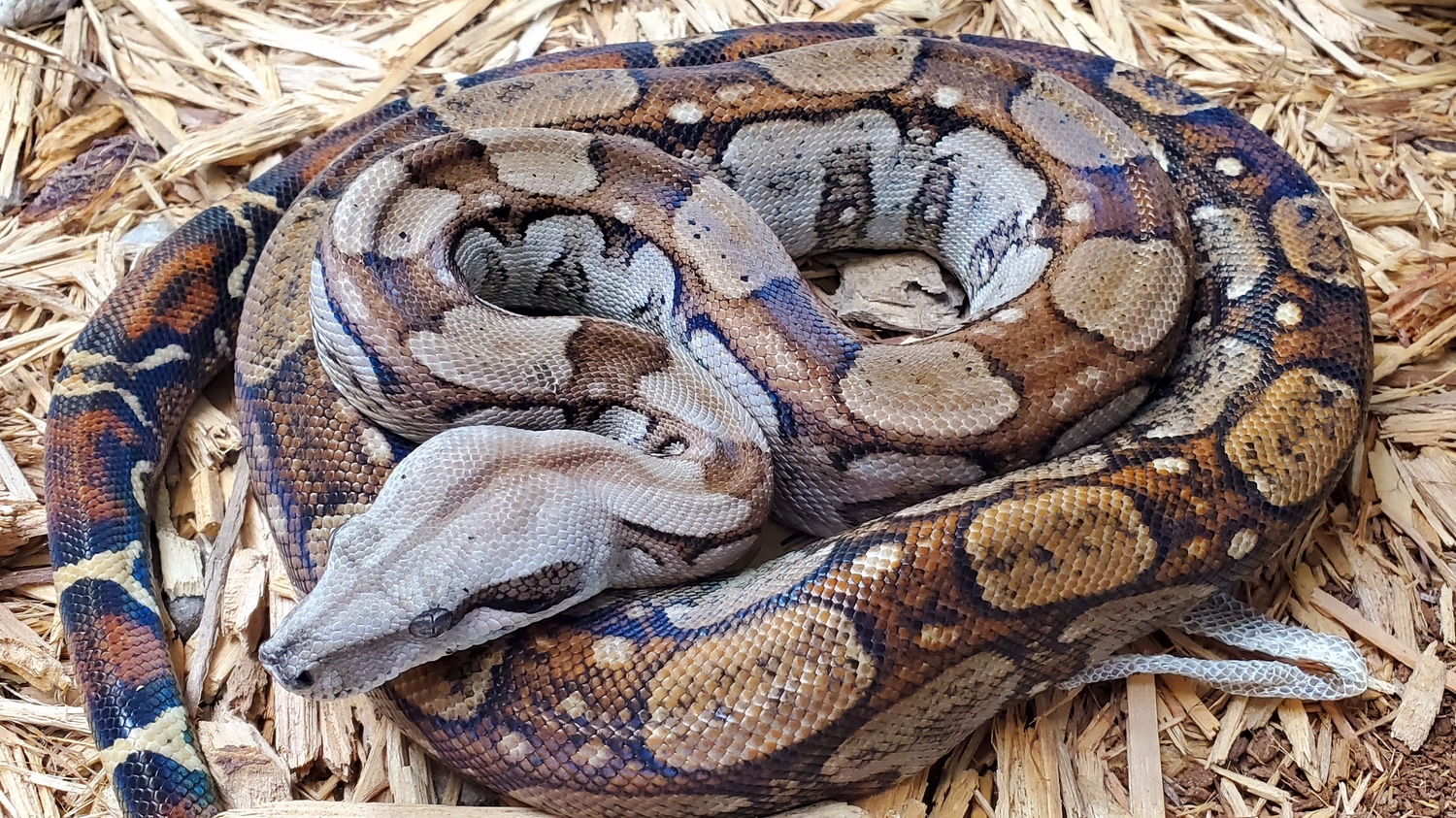 RLT Boa Constrictor by Bobs' Boas - MorphMarket