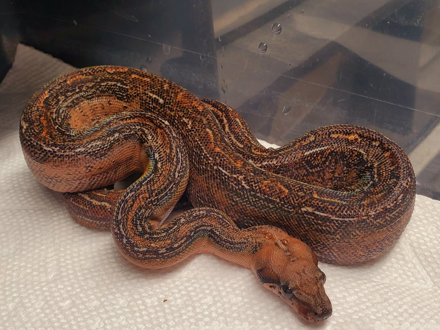 Blood Leopard Boa Constrictor by Bobs' Boas - MorphMarket