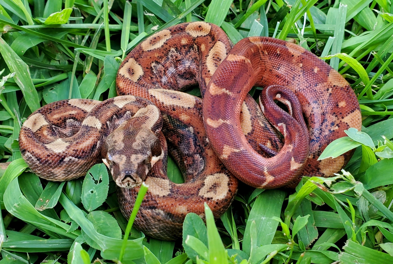 LOWER PRICE Hypo Inca Het Blood Het Burke T Positive Boa Constrictor by ...