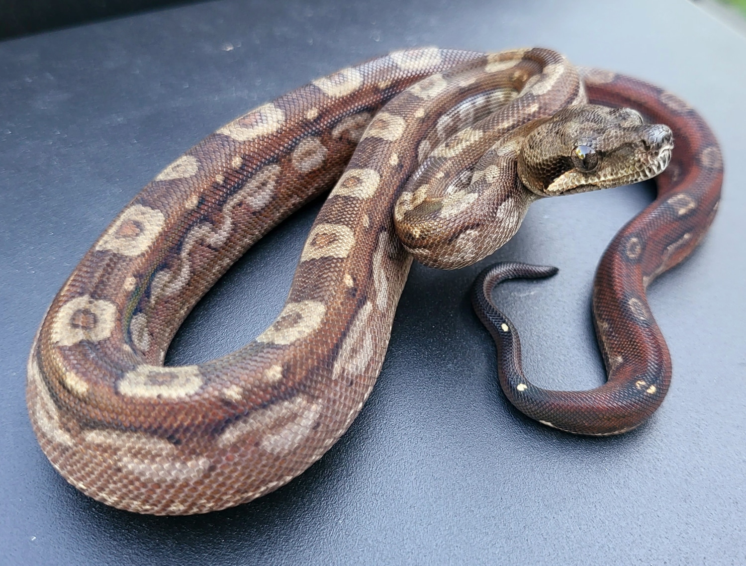 Inca Het CA T+ Possible Roswell Laddertail Boa Constrictor by Bobs ...