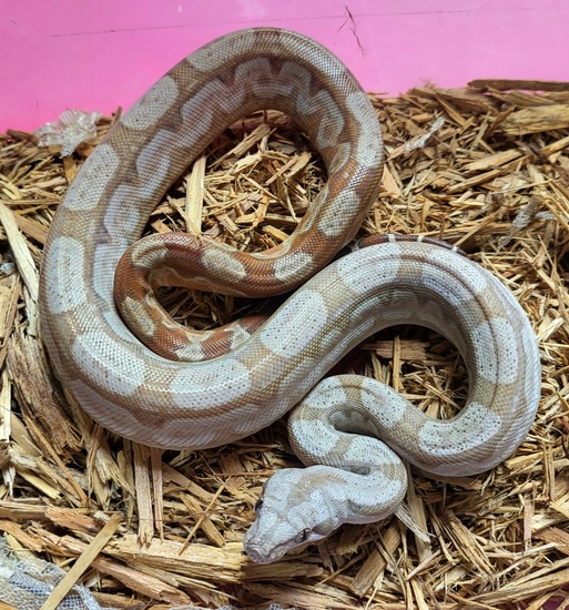 Central American T Positive Roswell Laddertail Boa Constrictor by Bobs ...