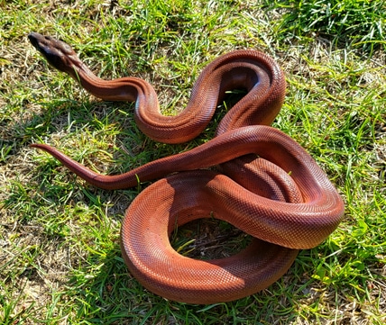 Hypo Motley Het Blood Het Leopard Possible Het Central American Albino ...