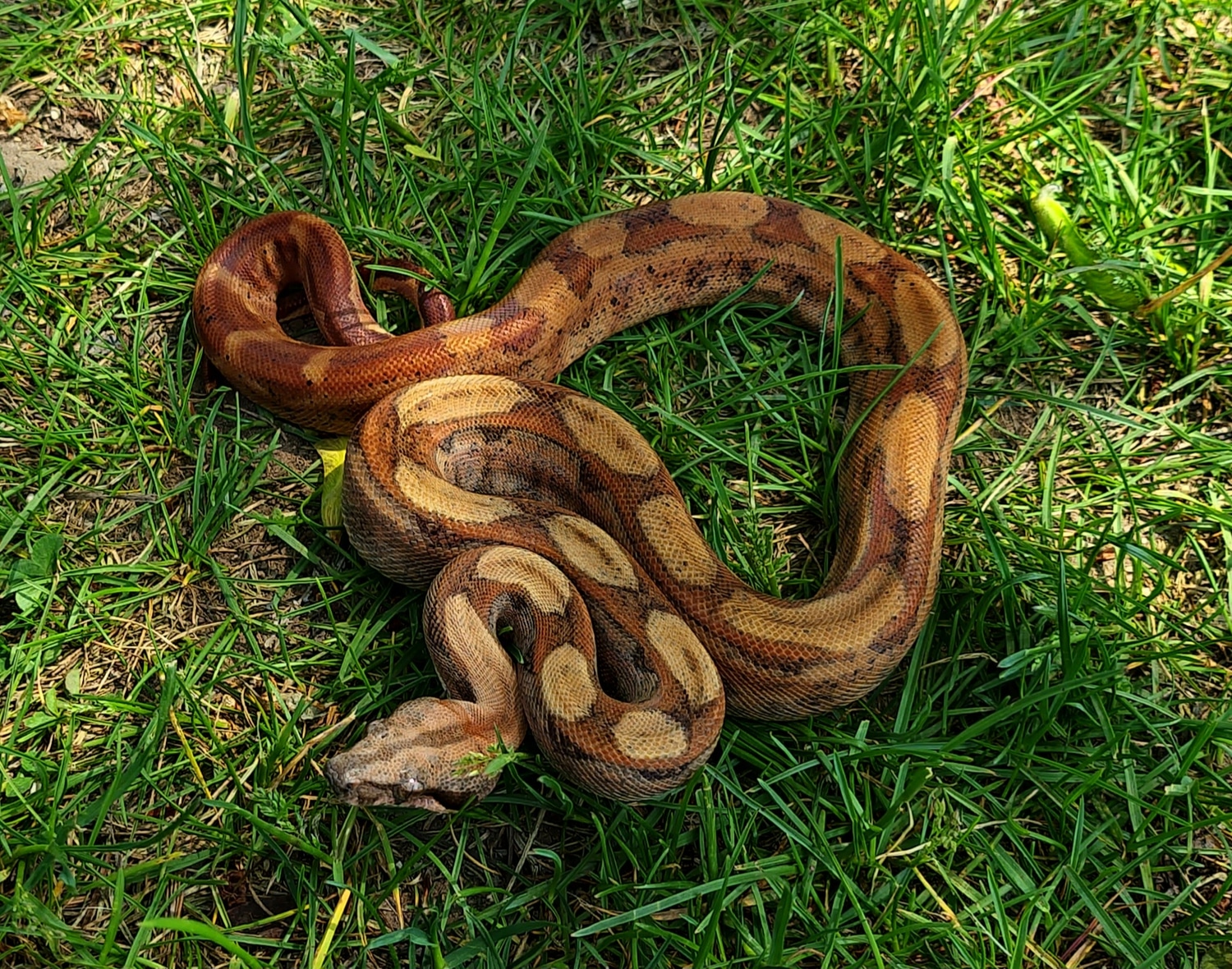 Hypo Roswell Laddertail 66% Het Blood 66% Het Kahl Albino Boa ...