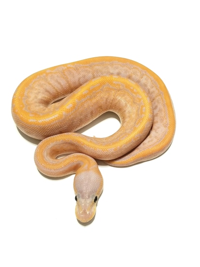 Black Pastel Banana Pin Ball Python by Bobs Balls