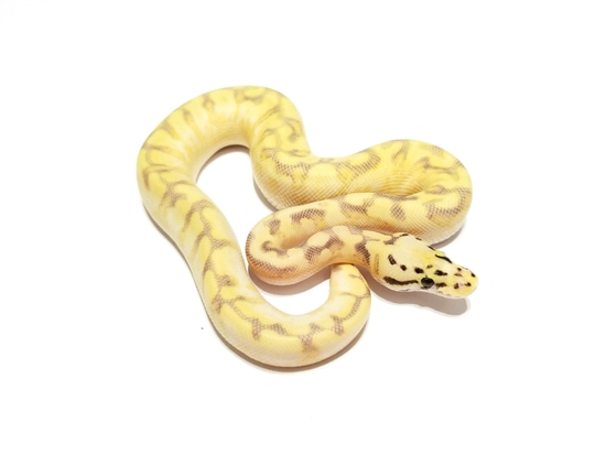 Enchi Bumble Bee Freeway Ball Python by Bobs Balls