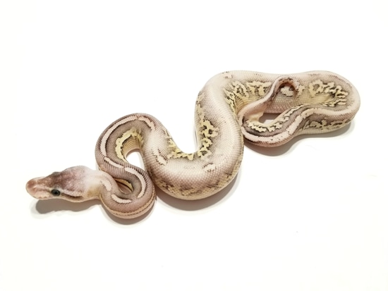 Sterling Fire Yb Ball Python by Bobs Balls