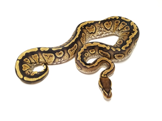 Super Paint Ball Python by Bobs Balls