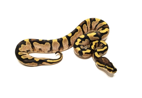 Enchi Fire Calico Ball Python by Bobs Balls