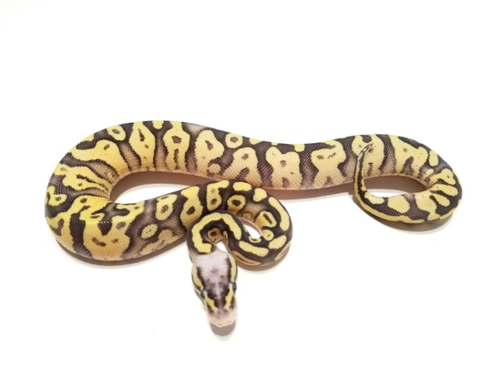 Super Pastel Yb Or Spark Ball Python by Bobs Balls