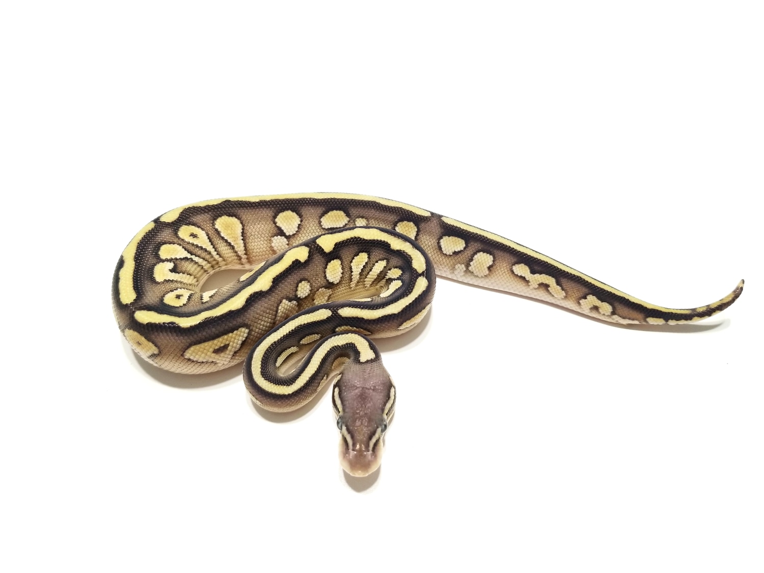 Pastel Lesser Cinder Het Hypo Ball Python by Bobs Balls - MorphMarket
